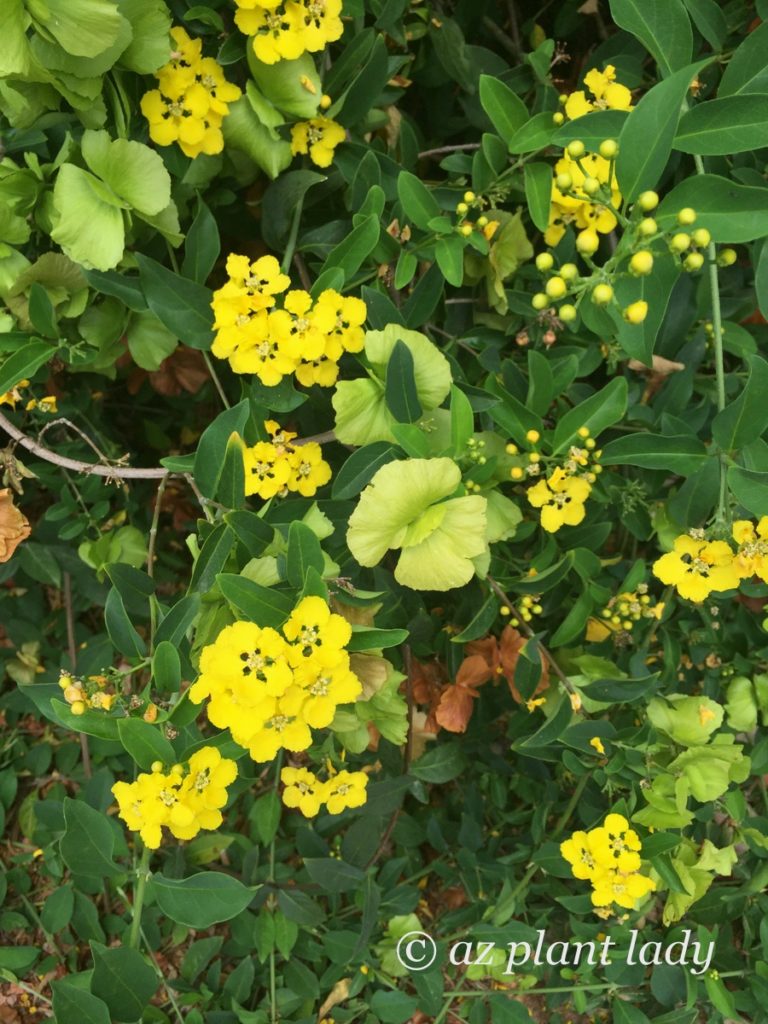 Callaeum macropterum Archives - Desert Gardening 101