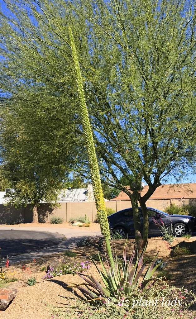 Beautiful Octopus Agave: A Fourth Generation Begins