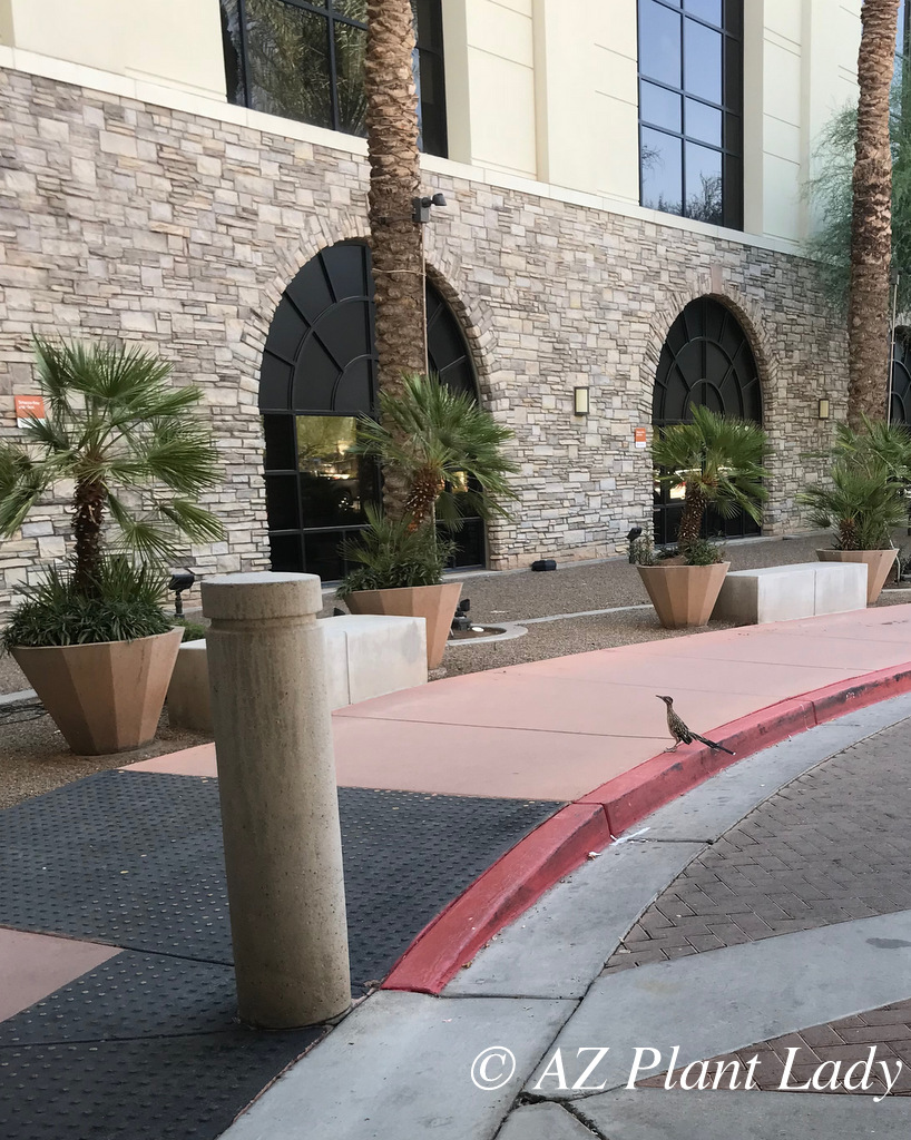 Painted Trees, Roadrunners, and a New Princess | azplantlady.com