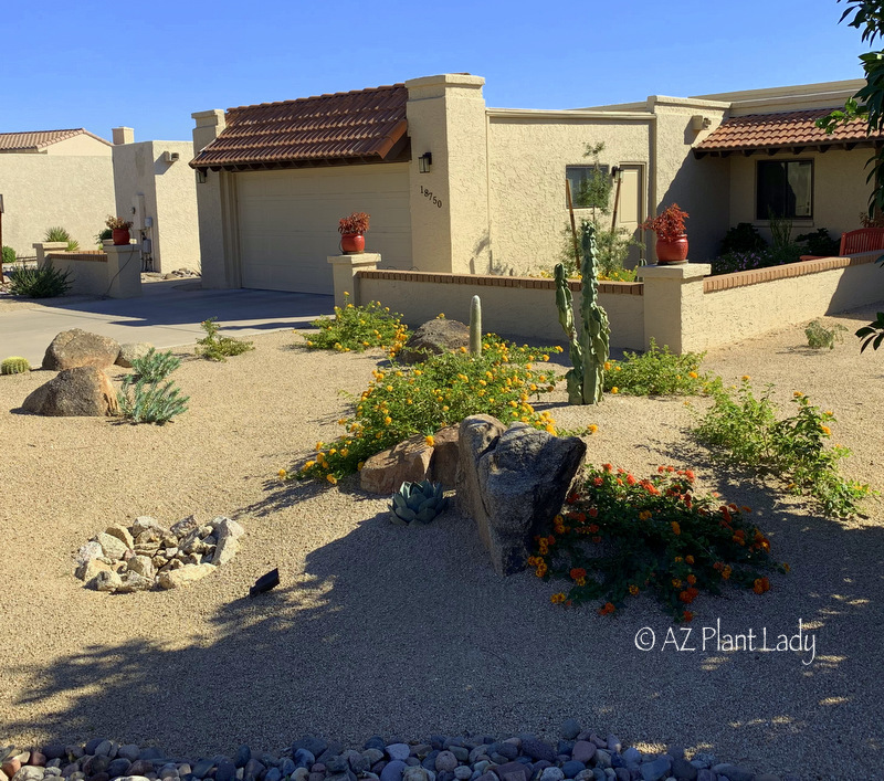 Arizona_Desert_Xeriscape_Landscape_After_Renovation_AZ_Plant_Lady-003 ...