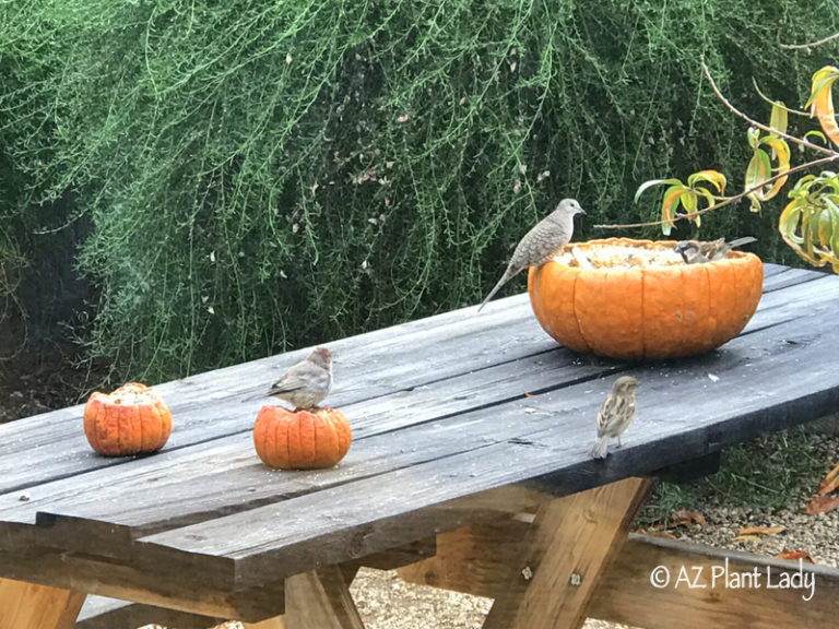 Pumpkins Play a Big part in my Garden | azplantlady.com