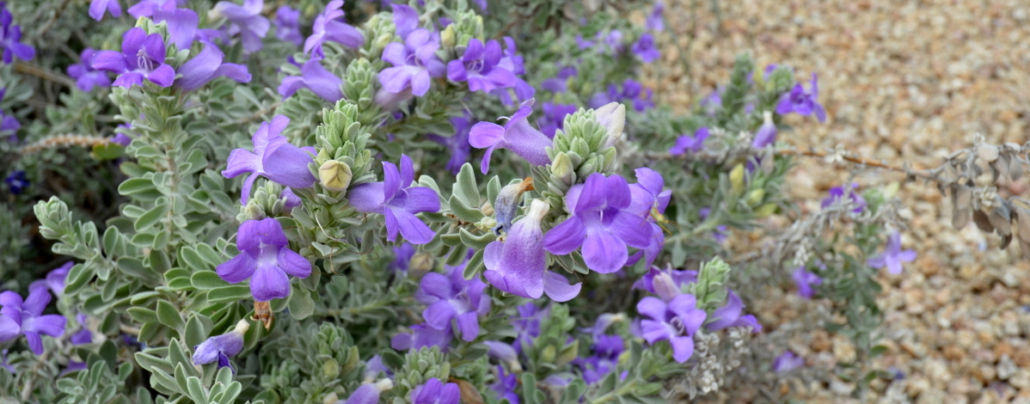 Blue Bells - Desert Gardening 101