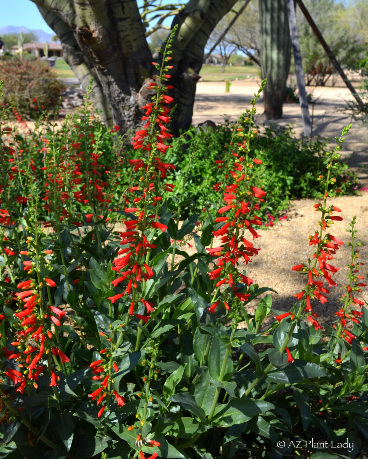 Wild About Penstemons and their beautiful flowering spikes