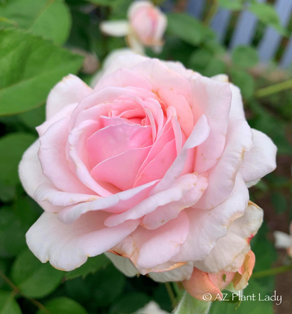Tangerine Beauty cross vine Archives - Desert Gardening 101