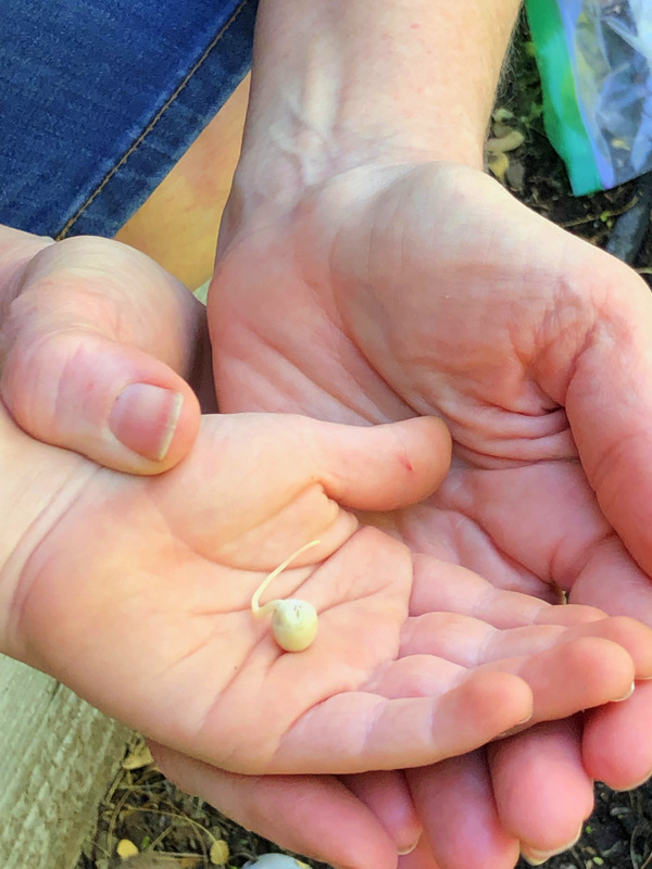 Planting Seed with my grandson | azplantlady.com