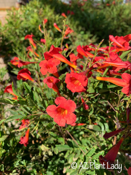 'Red Hot' Is A Welcome Addition to the Desert Garden
