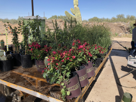 'Red Hot' Is A Welcome Addition to the Desert Garden