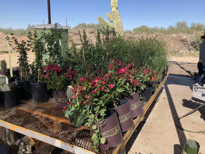 'Red Hot' Is A Welcome Addition to the Desert Garden