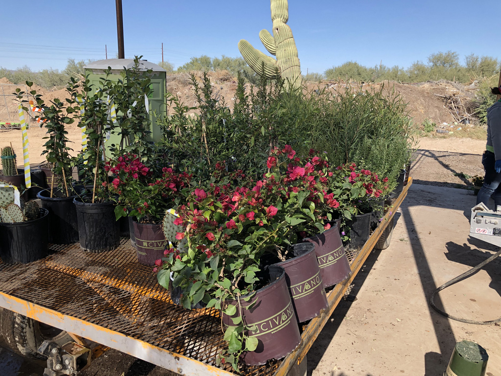 Drought Tolerant Archives - Desert Gardening 101