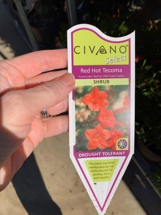 'Red Hot' Is A Welcome Addition to the Desert Garden