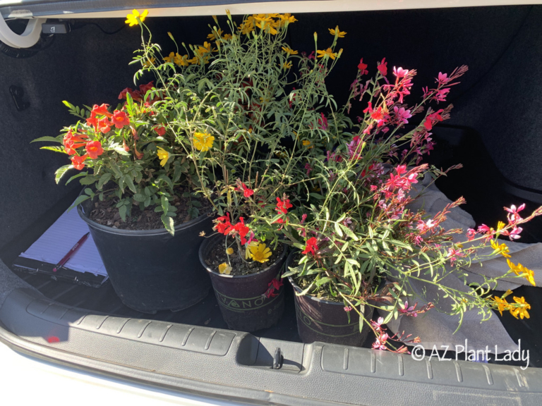 Red Hot Tecoma Archives - Desert Gardening 101