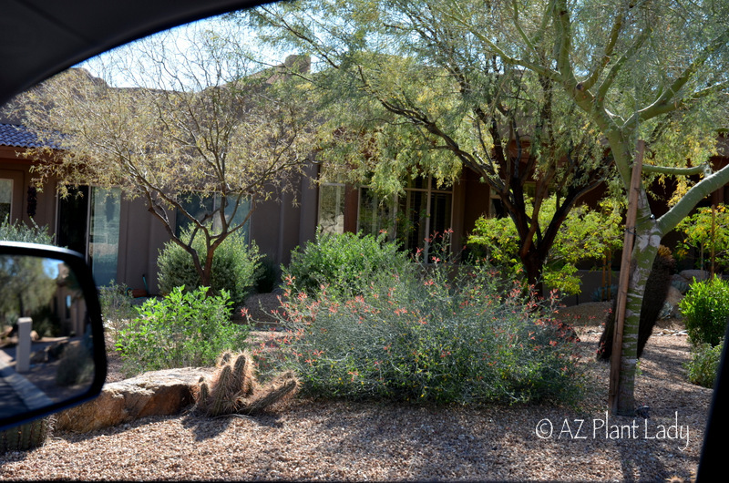 Color Blindness in the Garden? | Desert Landscape