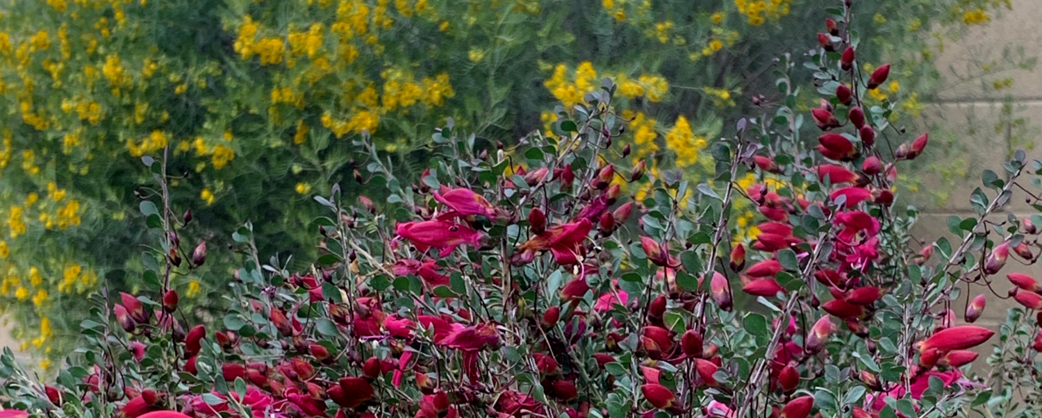 feathery-cassia-valentine-bush-winter-shrubs - Desert Gardening 101