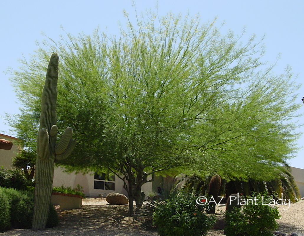 Desert Museum Palo Verde | Avoiding Storm Damage