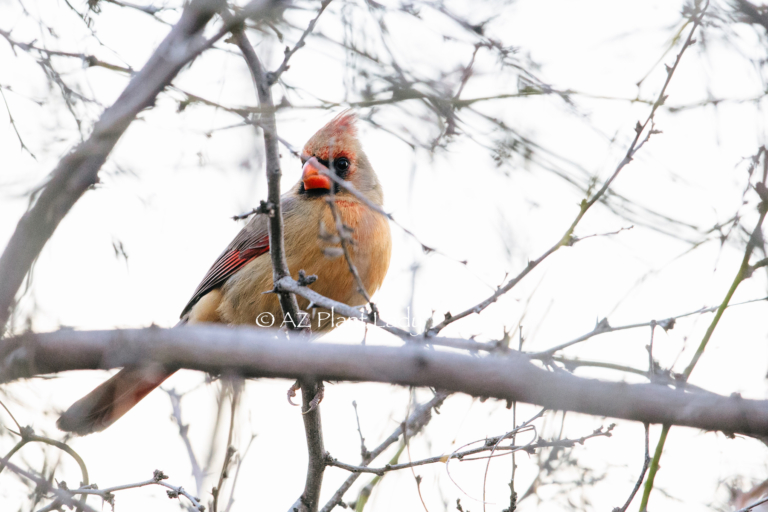 Early Morning Birding Exploration - Desert Gardening 101