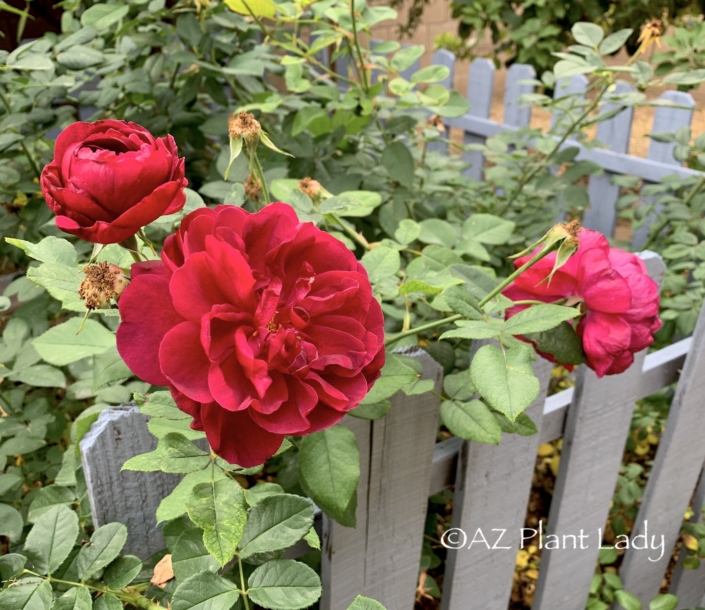 Blog - Desert Gardening 101