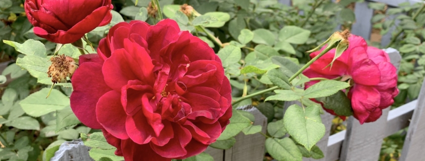 Spring Planting Own-Root Roses in the Desert Garden - Desert Gardening 101