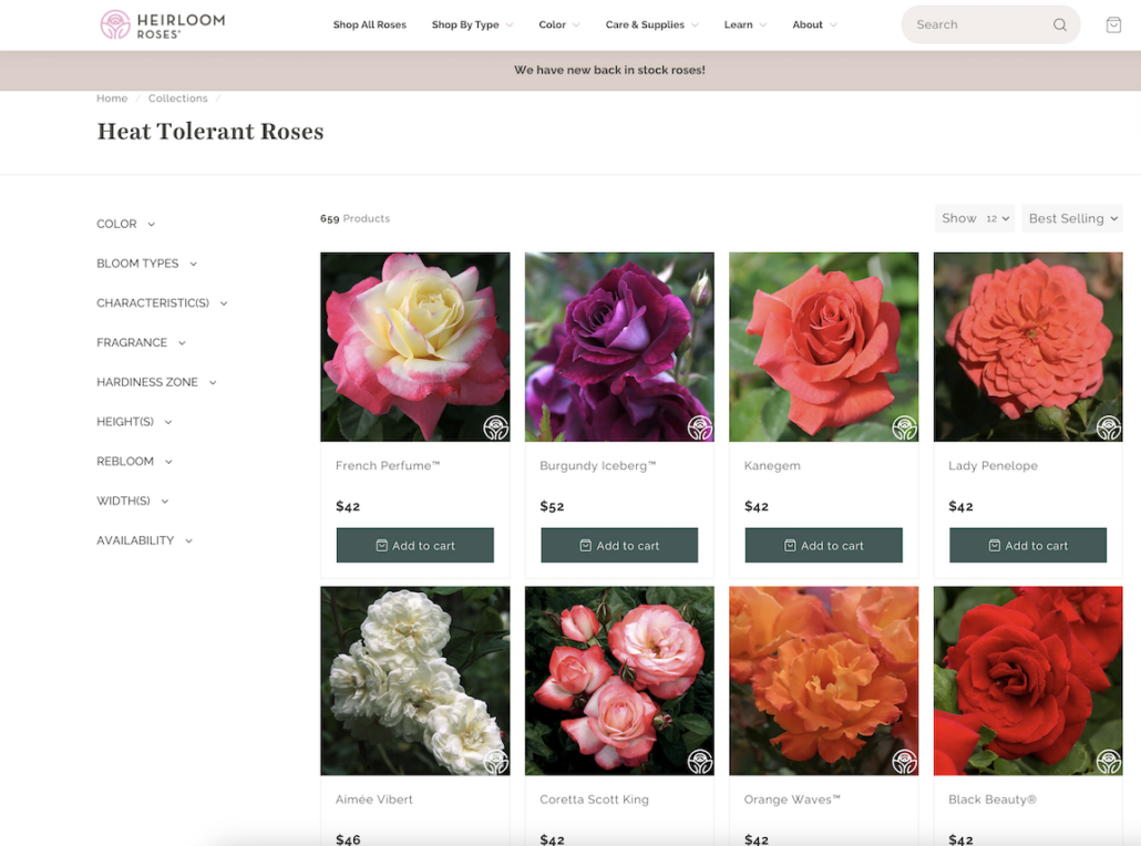 Spring Planting Own-Root Roses in the Desert Garden - Desert Gardening 101