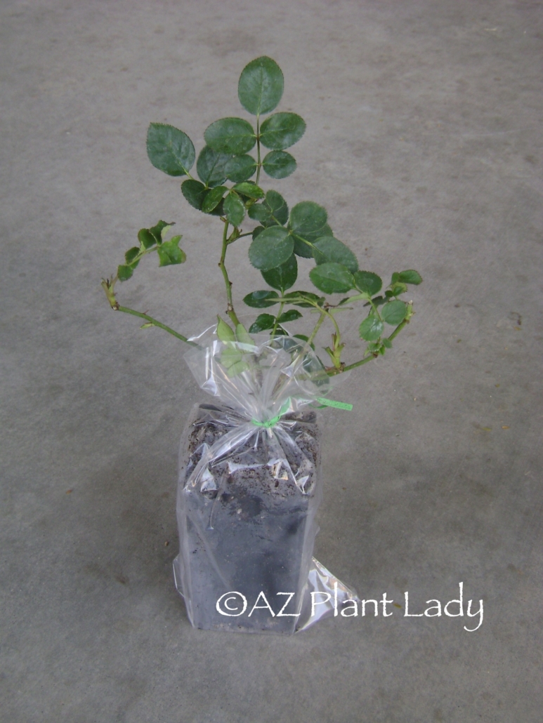 Spring Planting Own-Root Roses in the Desert Garden - Desert Gardening 101