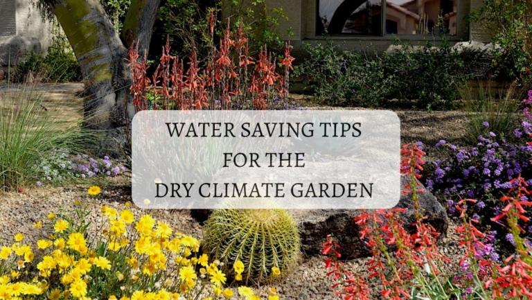 WATER SAVING TIPS FOR THE DRY CLIMATE GARDEN-2 - Desert Gardening 101
