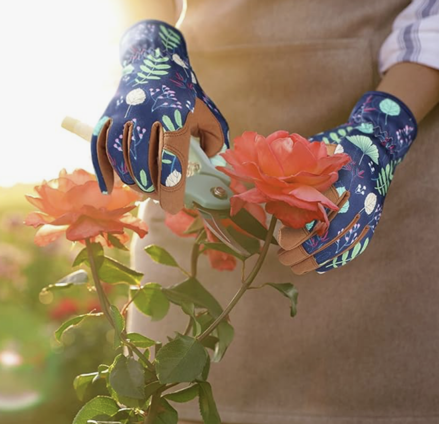 Valentine Bush Creates a Welcome Splash of Red in Winter Gardens